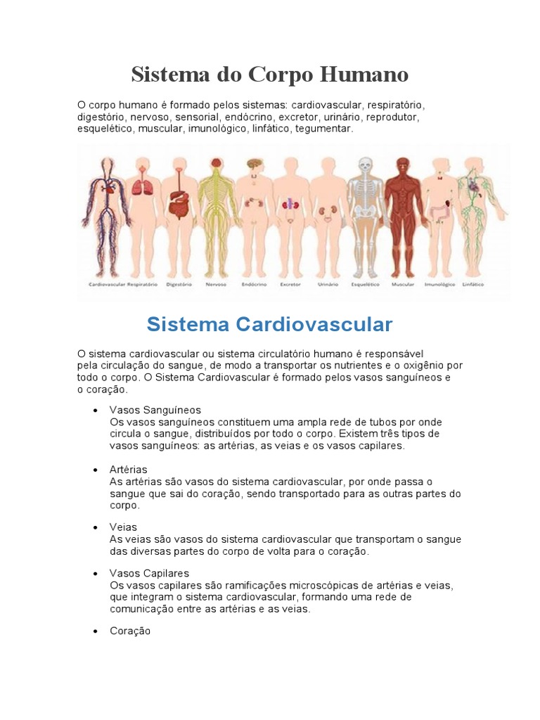 Sistema Do Corpo Humano | PDF | Sistema circulatório | Sistema linfático