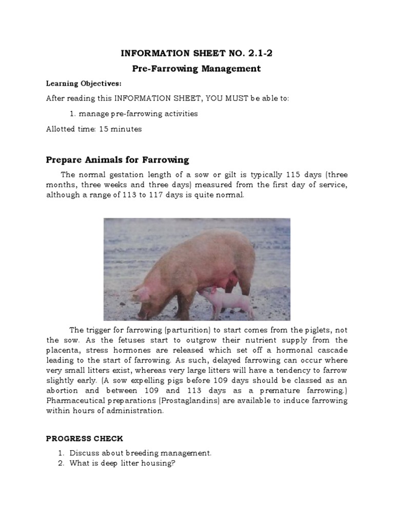 Pre-Farrowing Management for Sows | PDF | Pig | Childbirth