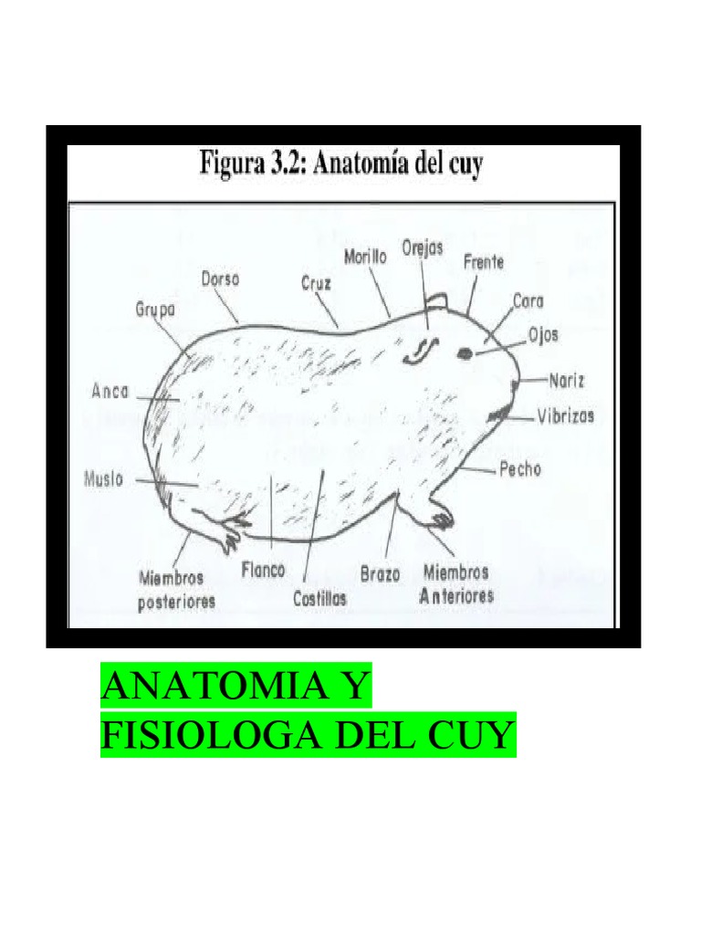 Anatomia Y Fisiologa Del Cuy | PDF