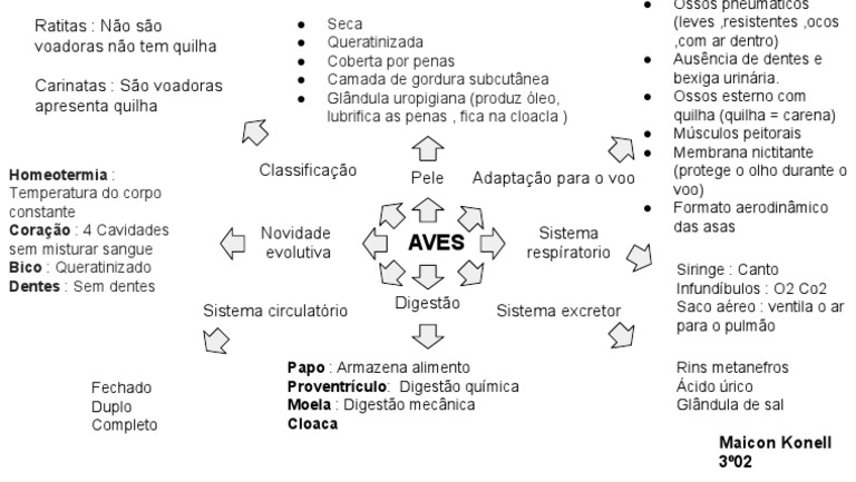 Aves Mapa Mental | Download Free PDF | Aves | Anatomia