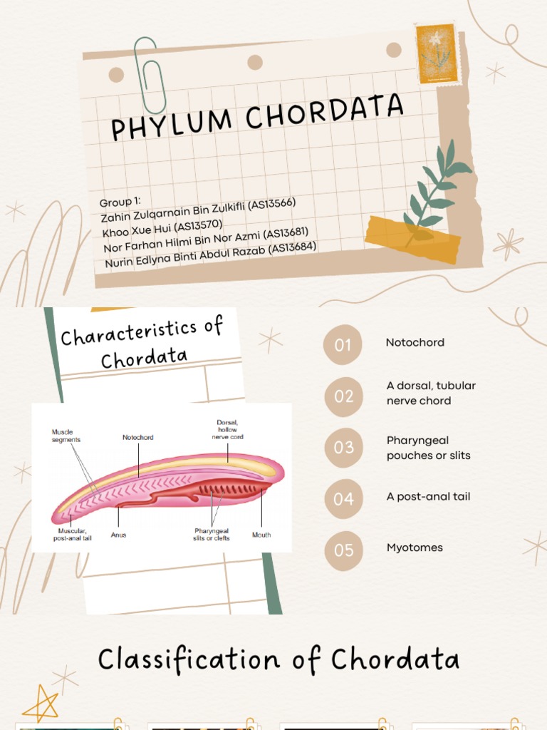 Phylum Chordata | PDF | Anatomy | Zoology
