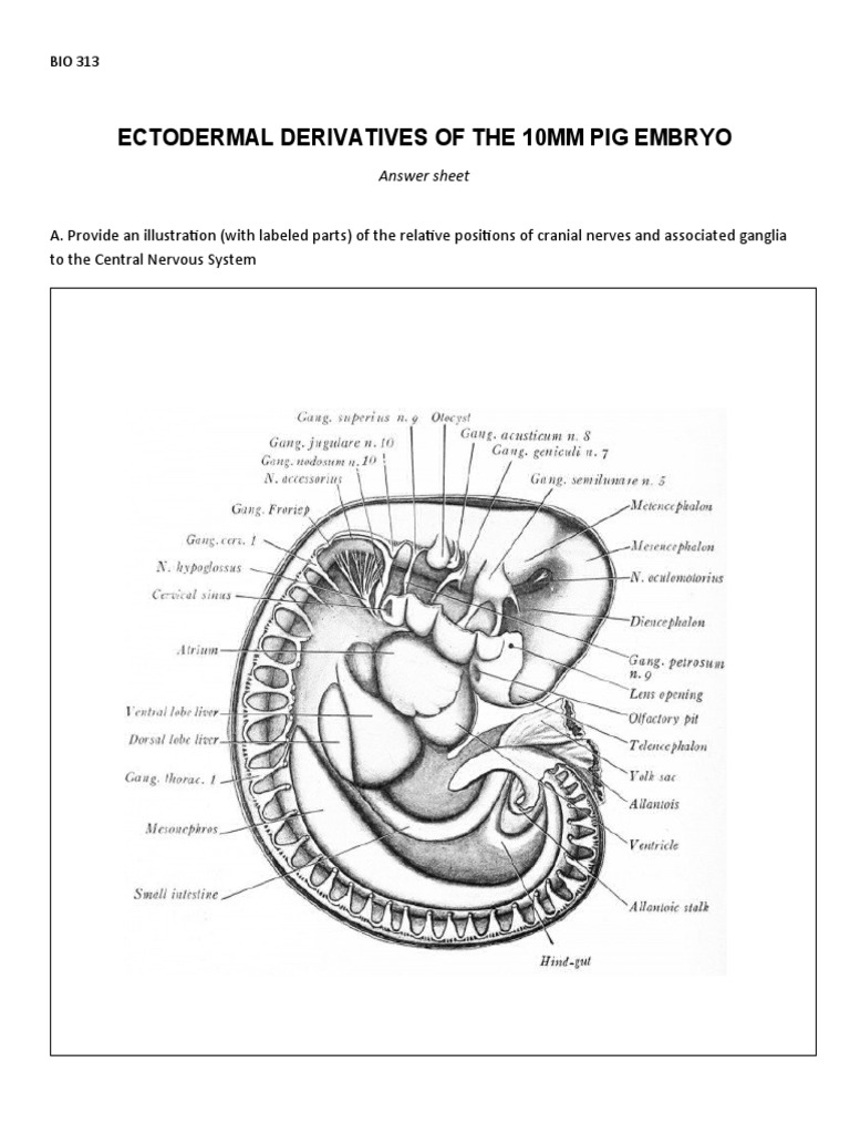 Ectodermal Derivatives of Pig Embryo | PDF | Central Nervous System ...