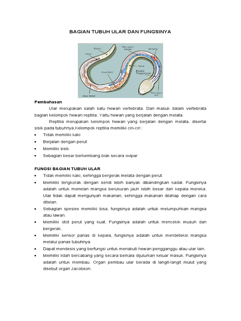 Fungsi dan Anatomi Tubuh Ular | PDF | Seni & Disiplin Bahasa ...