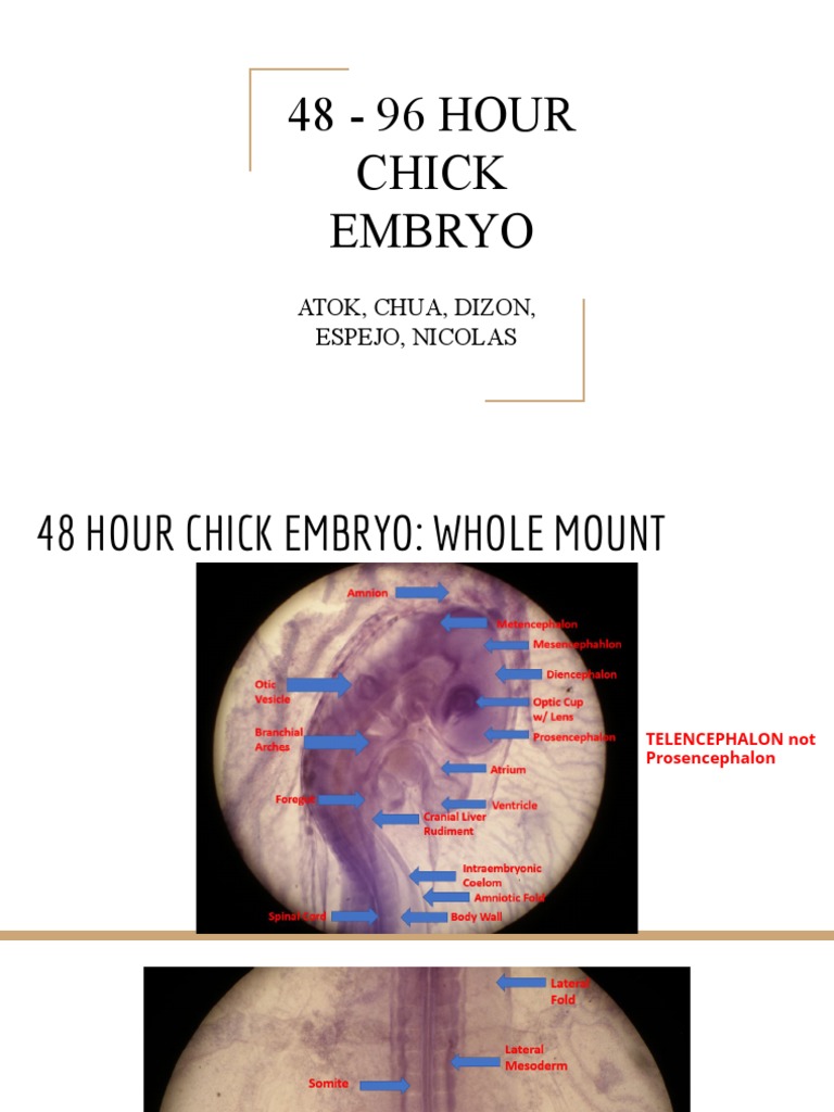 Chick Embryo Development: 48-96 Hours | PDF | Morphology (Biology ...