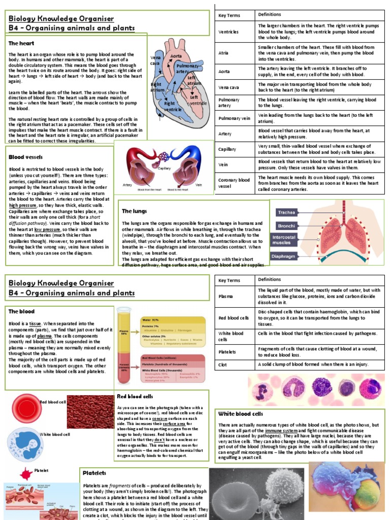 B4 - Organising Animals and Plants | PDF | Heart | Atrium (Heart)