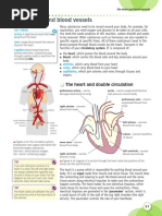 4.2.2.2 GCSE Biology AQA OCR EDEXCEL. Heart and Blood Vessels Questions ...