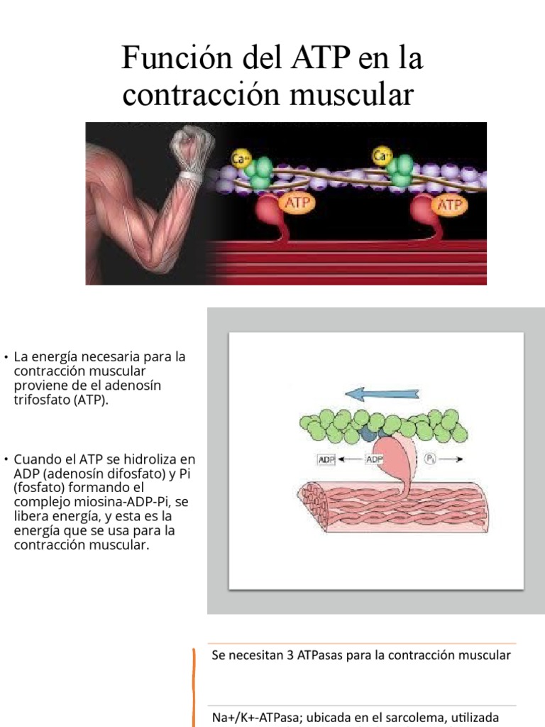 Función Del ATP en La Contracción Muscular | PDF