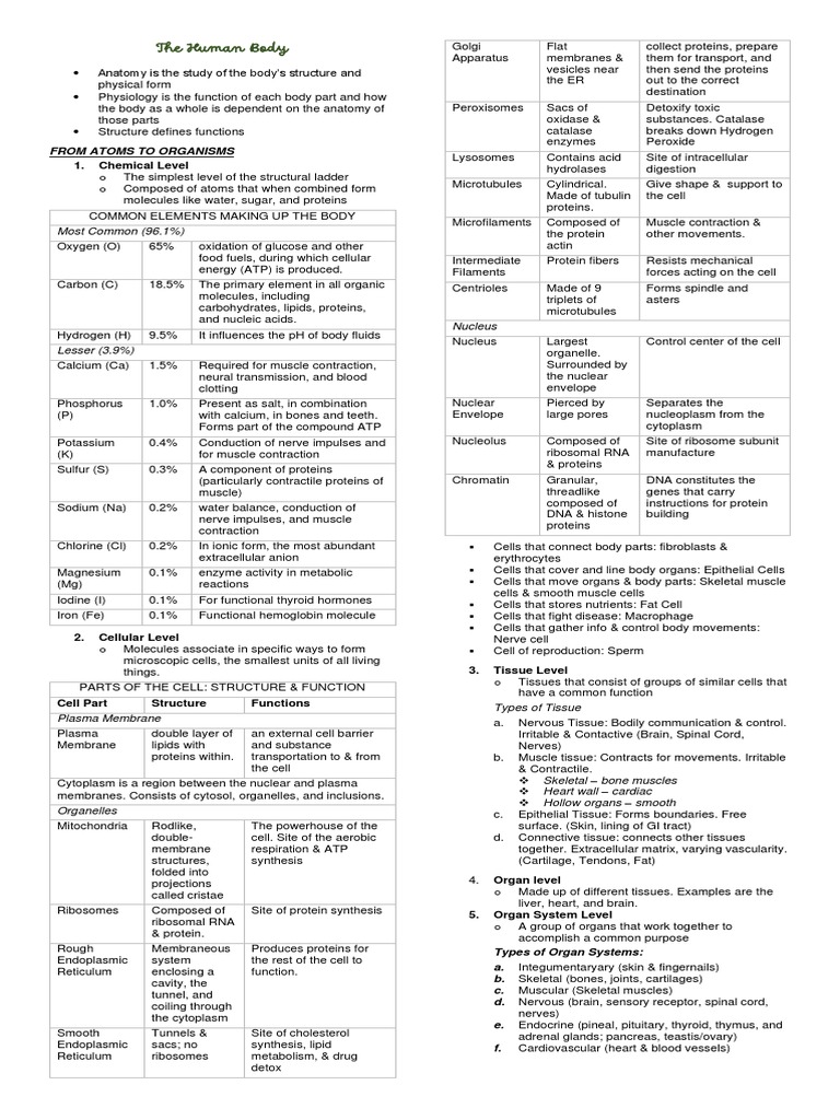 The Hierarchical Organization of the Human Body: A Breakdown from Atoms ...