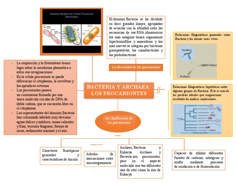 Bacteria y Archaea | PDF | Las bacterias | Procariota