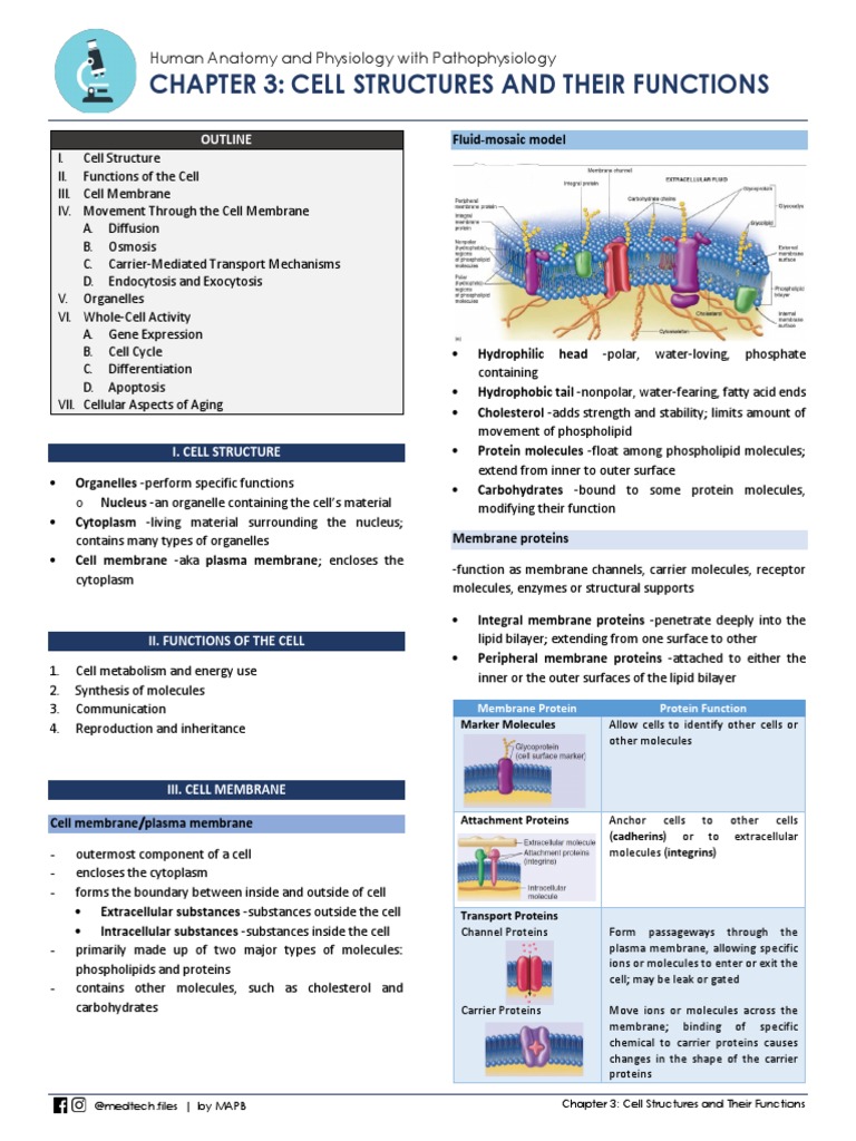 Cell Structures and Their Functions | Download Free PDF | Cell Membrane ...