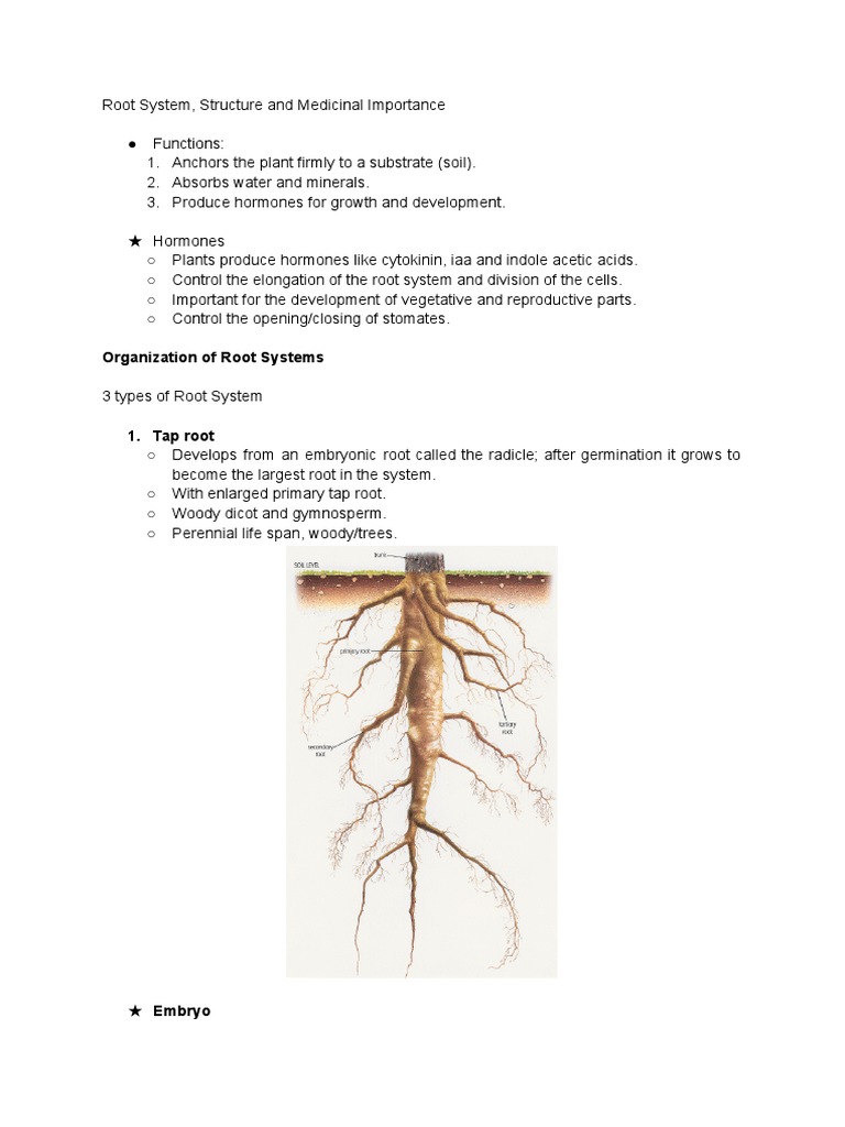 Botany - Root System, Structure and Medicinal Importance | PDF | Root ...