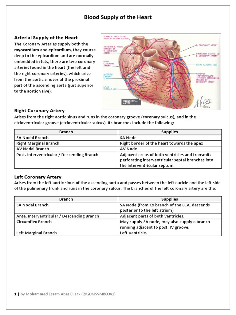 Blood Supply of The Heart | PDF | Coronary Circulation | Heart