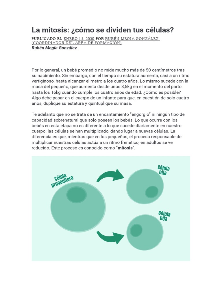 Mitosis: Proceso de División Celular | PDF | Mitosis | Histología