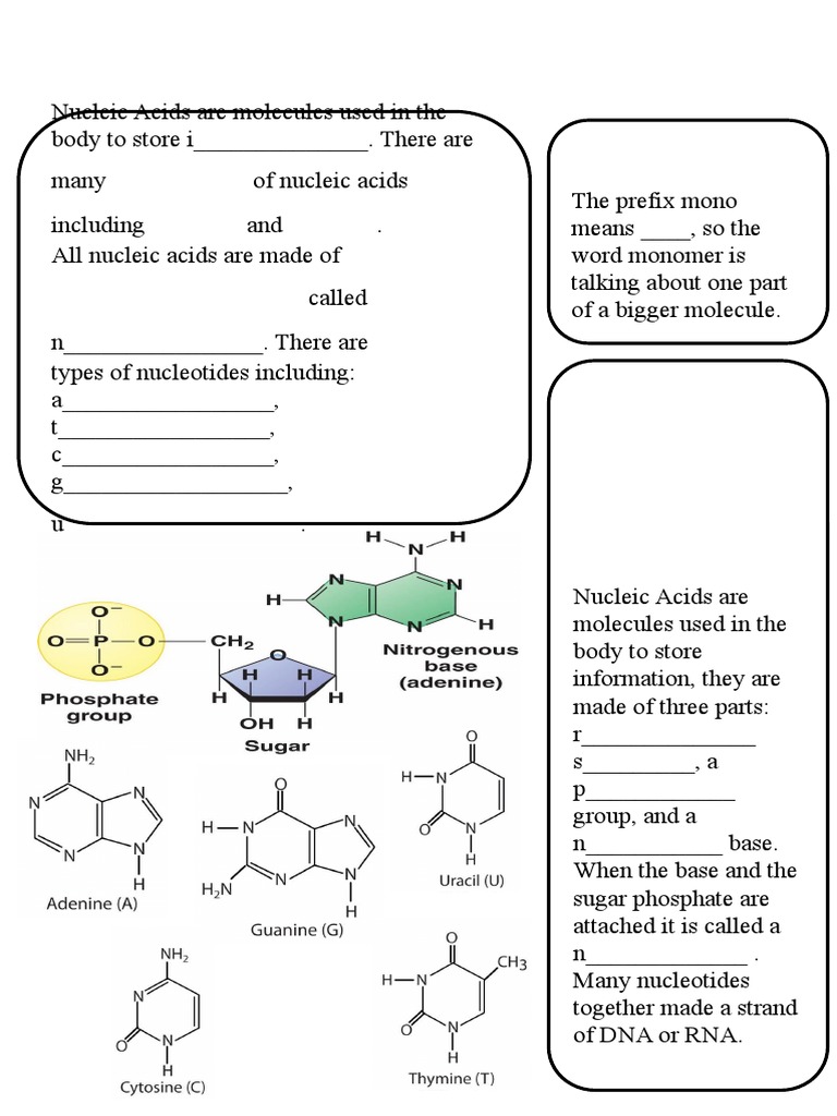 DNA and Proteins Doodle Notes 2 | PDF | Messenger Rna | Translation ...