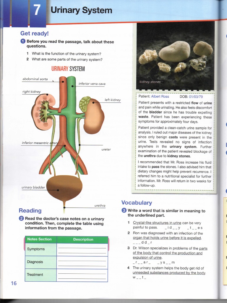 07 Urinary System | PDF