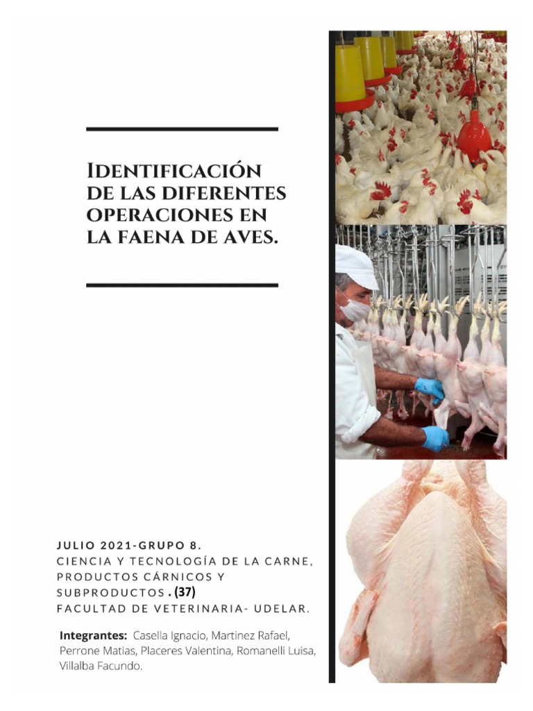 Operaciones en Faena de Aves | PDF | Carne | Aves