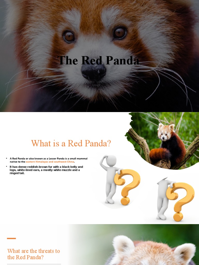 The Red Panda | PDF