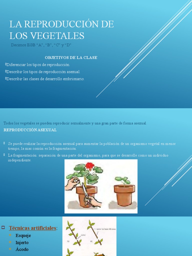 REPRODUCCIoN EN VEGETALES | PDF | Flores | Fruta