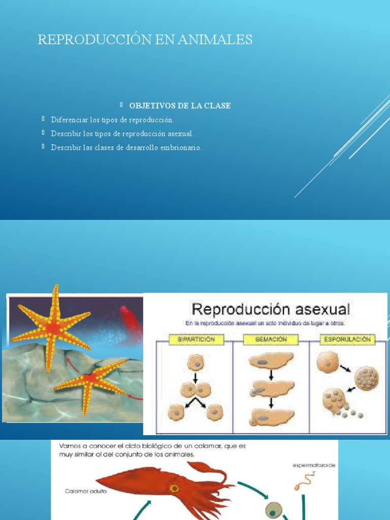 REPRODUCCIoN EN ANIMALES | PDF