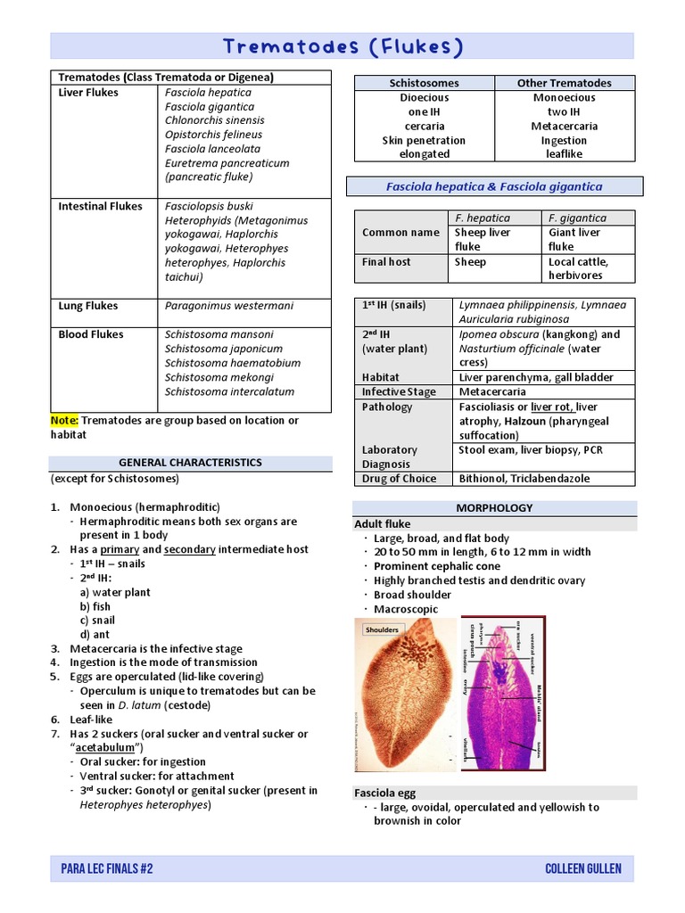 Trematodes (Flukes) | PDF | Parasitology | Clinical Medicine