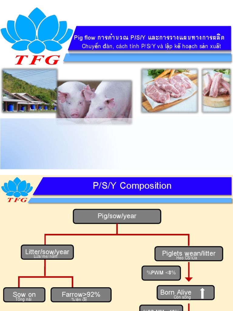 PSY.pig Flow การวางแผนการผลิต - 992021 | PDF