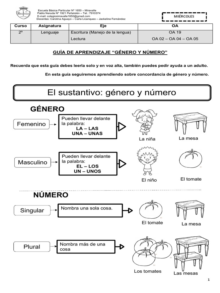Guía de Género y Número para 2º Básico | PDF | Sustantivo | Lingüística