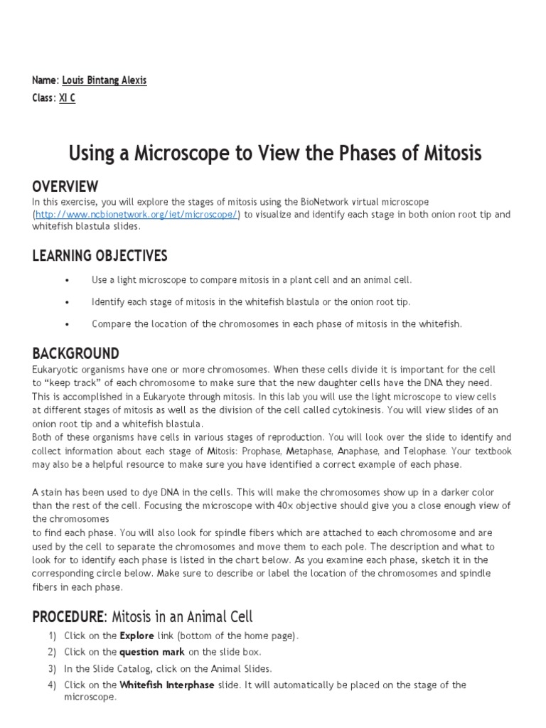 Mitosis Phases - Virtual Microscope Project | Download Free PDF ...