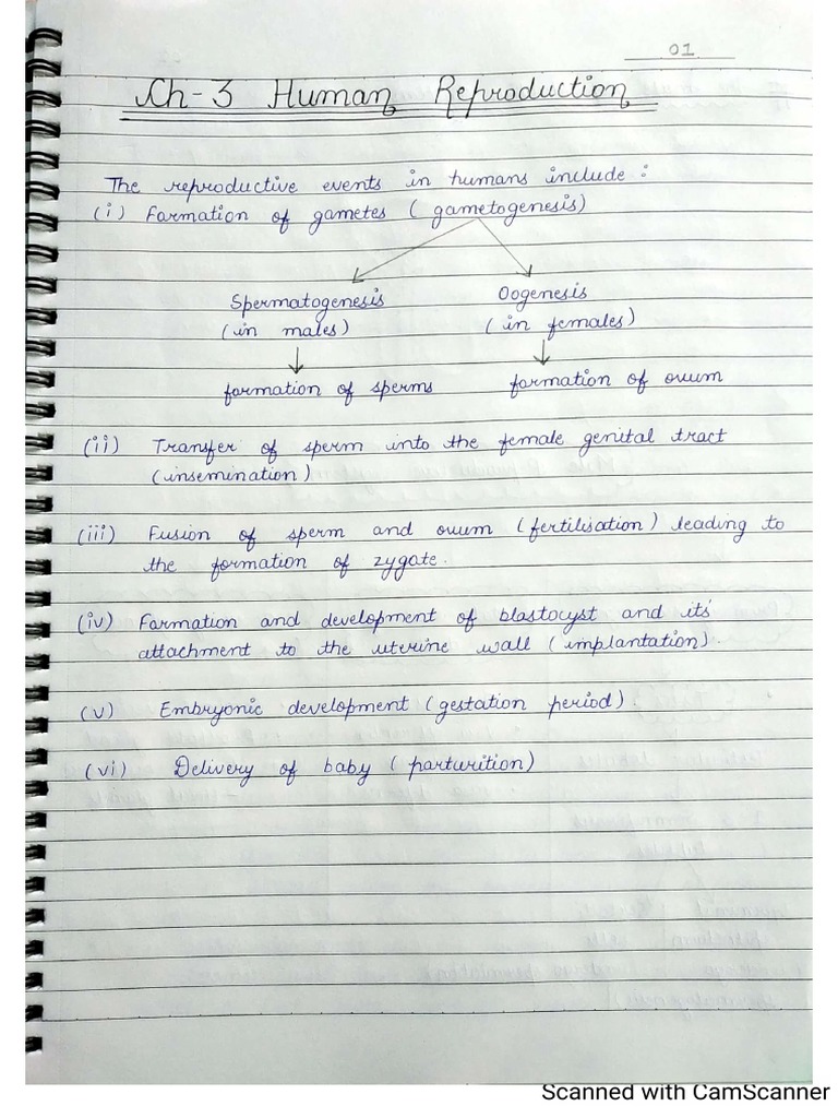 Human Reproduction Notes by Anisha Verma | PDF