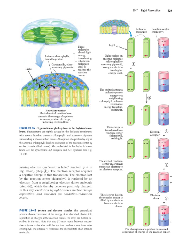 Lehninger Principles of Biochemistry 6th Ed Booksmedicos - Org (1 ...