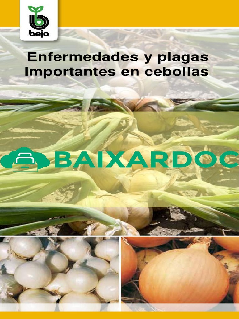 Bejo Enfermedades y Plagas Cebollas | PDF | Hongo | Infección