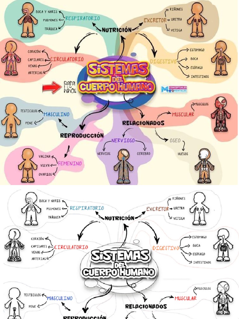Sistemas Del Cuerpo Humano1 | PDF