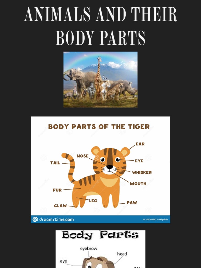 Animals and Their Body Parts | PDF