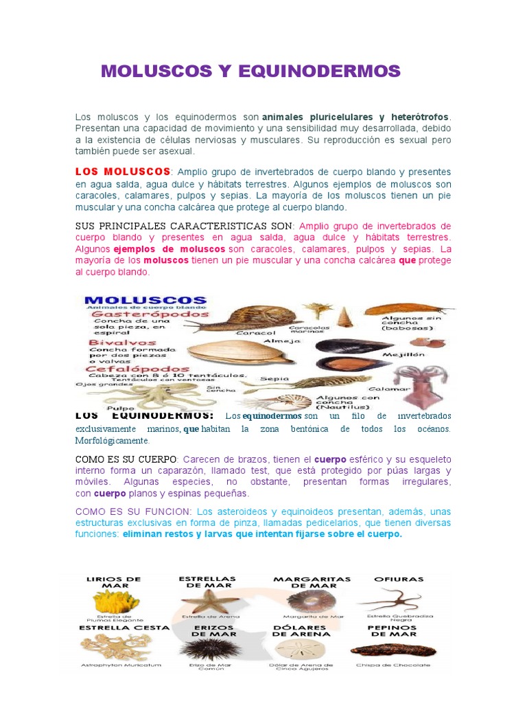 Moluscos, Equinodermos y Artrópodos | PDF | Crustáceo | Moluscos