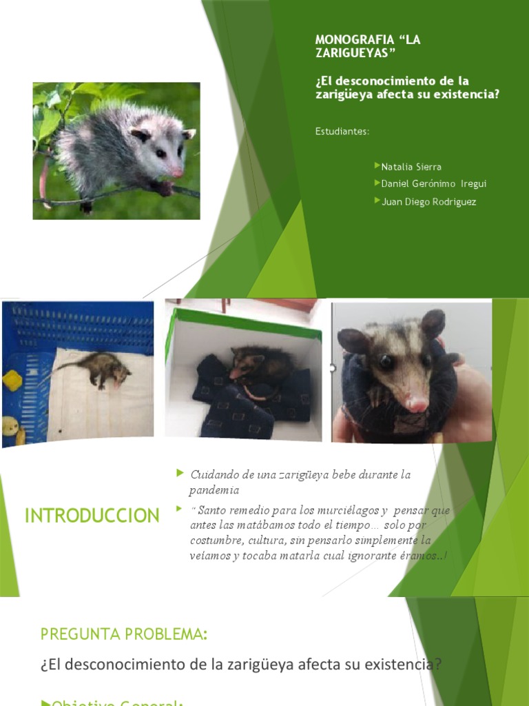 Importancia y beneficios de la zarigüeya | PDF | Marsupiales ...
