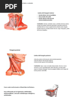 Anatomia Topografica de Cabeza y Cuello | PDF | Cráneo | Sistema esquelético