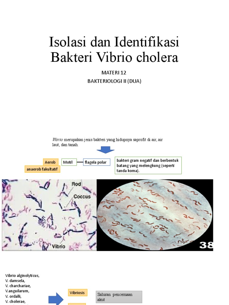 MATERI 12, Vibrio Cholera SP, Bakteriologi II (Dua), Agus Sudrajat, S.Si, M.T | PDF