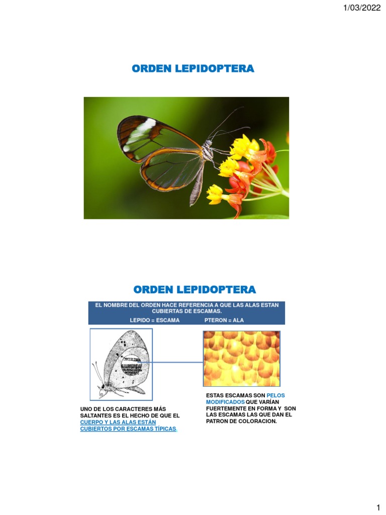 Clase de Lepidoptera | PDF | Lepidópteros | Mariposa