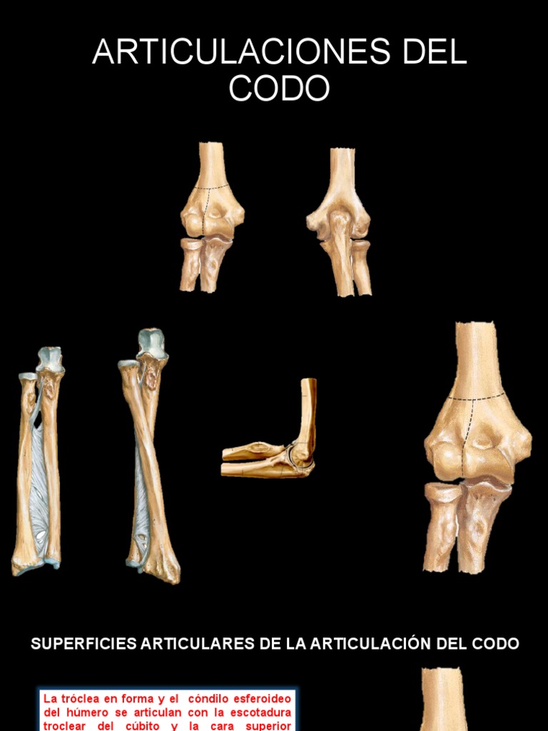 Articulaciones Del Codo | PDF
