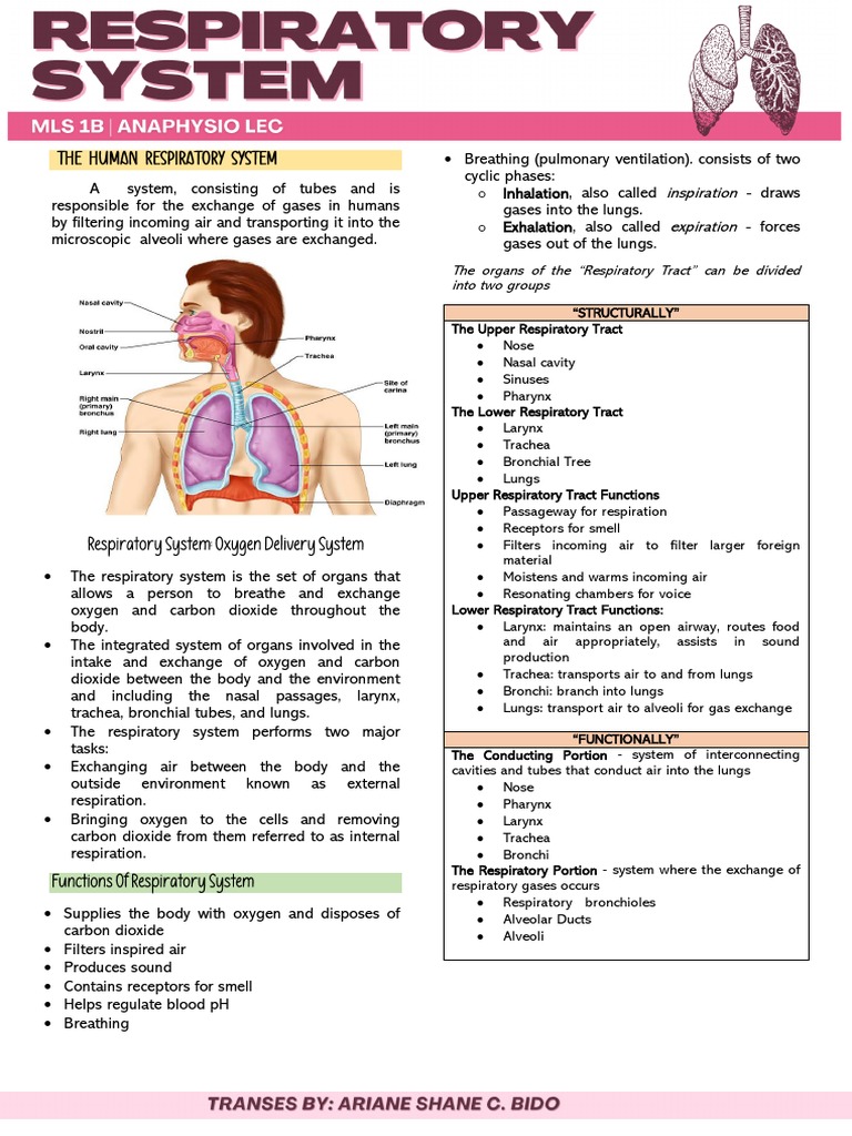 Respiratory Transes | PDF | Respiratory Tract | Lung