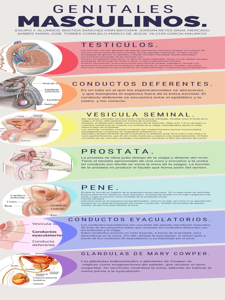 Genitales Masculinos | PDF | Sistema reproductivo | Anatomía