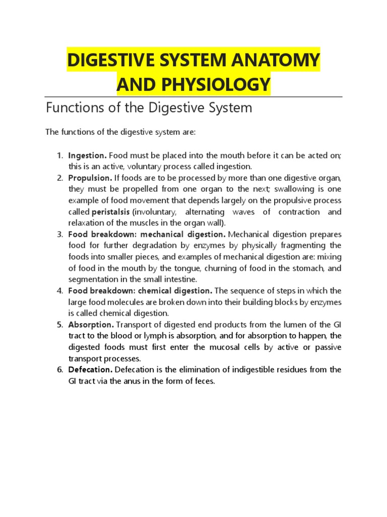 Digestive System Anatomy Physiology | PDF | Stomach | Digestion