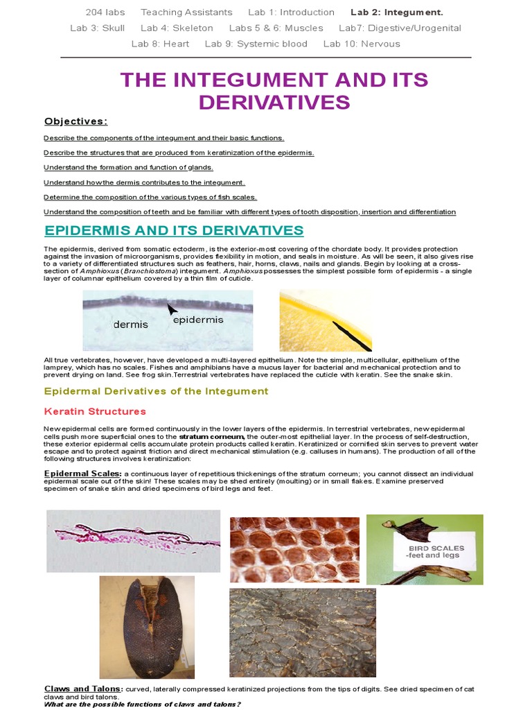 The Integument and Its Derivatives | PDF | Integumentary System | Tooth