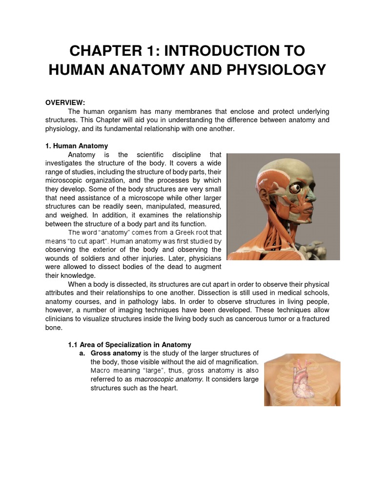 Introduction to Human Anatomy & Physiology | PDF | Human Body | Homeostasis
