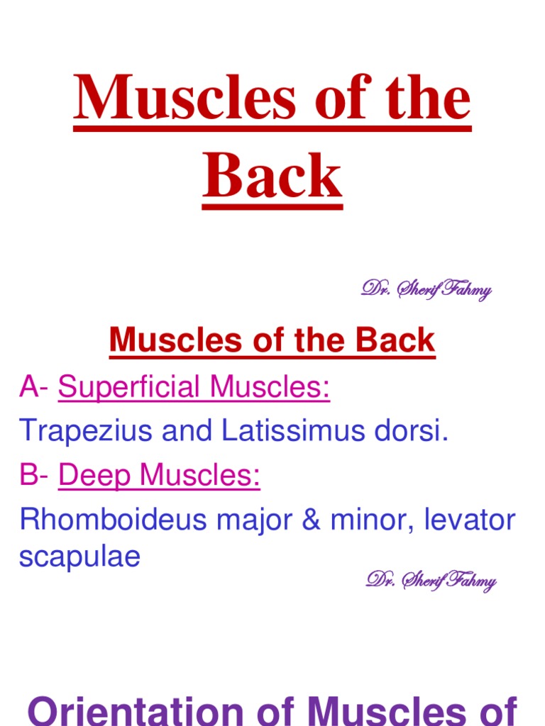 Muscles of The Back | PDF | Skeletal System | Anatomy