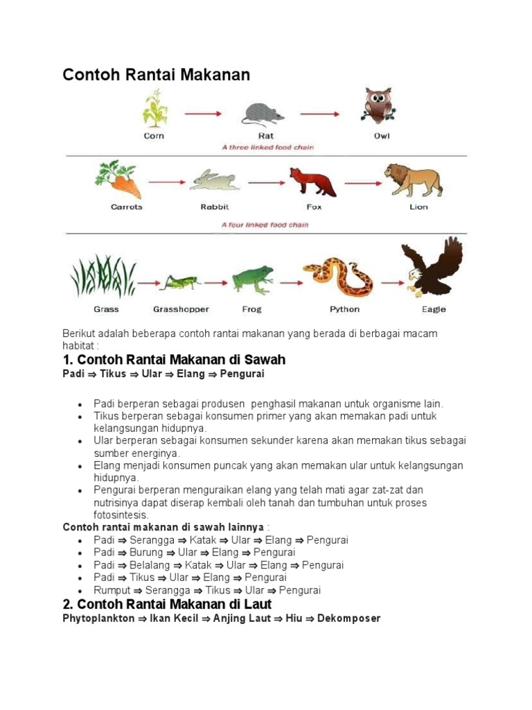 Contoh Rantai Makanan | PDF
