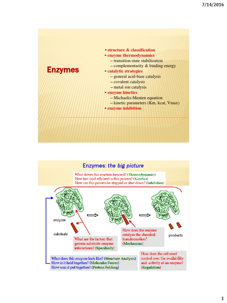 CHEM 5 04 Enzymes | PDF | Enzyme | Enzyme Kinetics