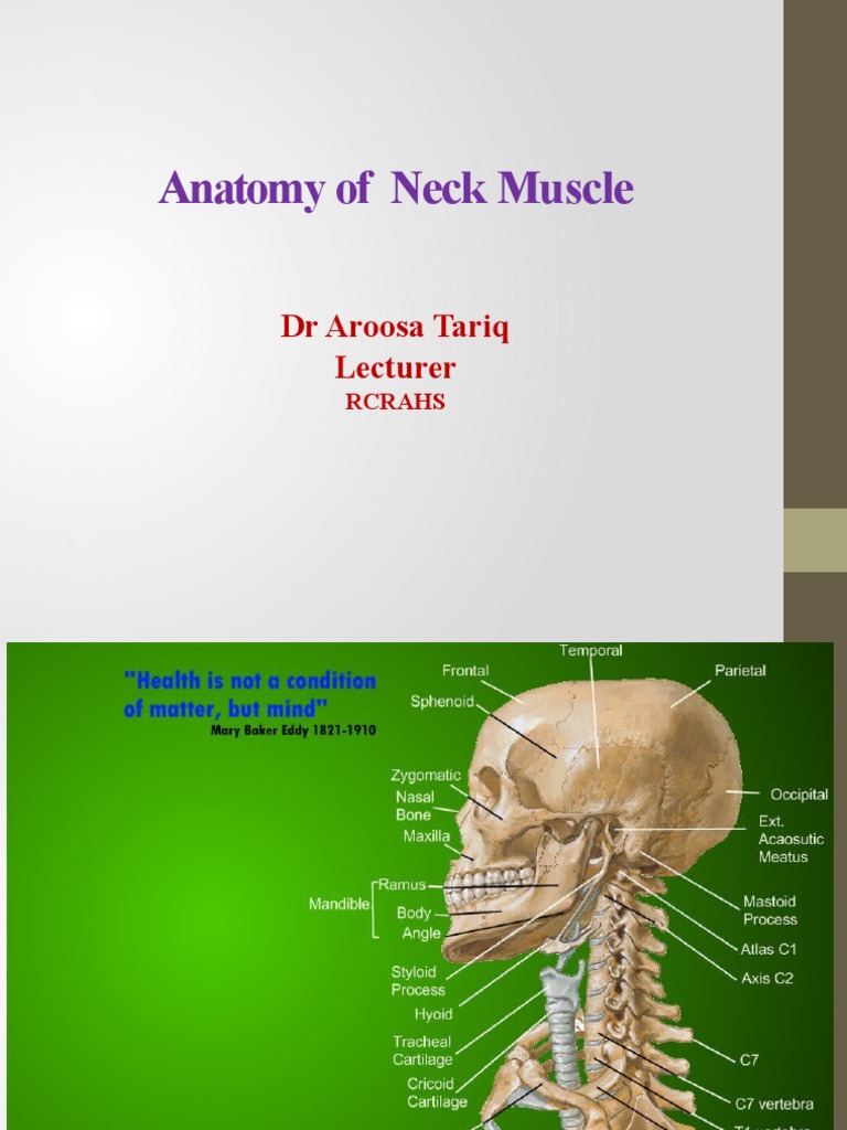 Anatomy of Neck Muscles | PDF | Neck | Vertebra