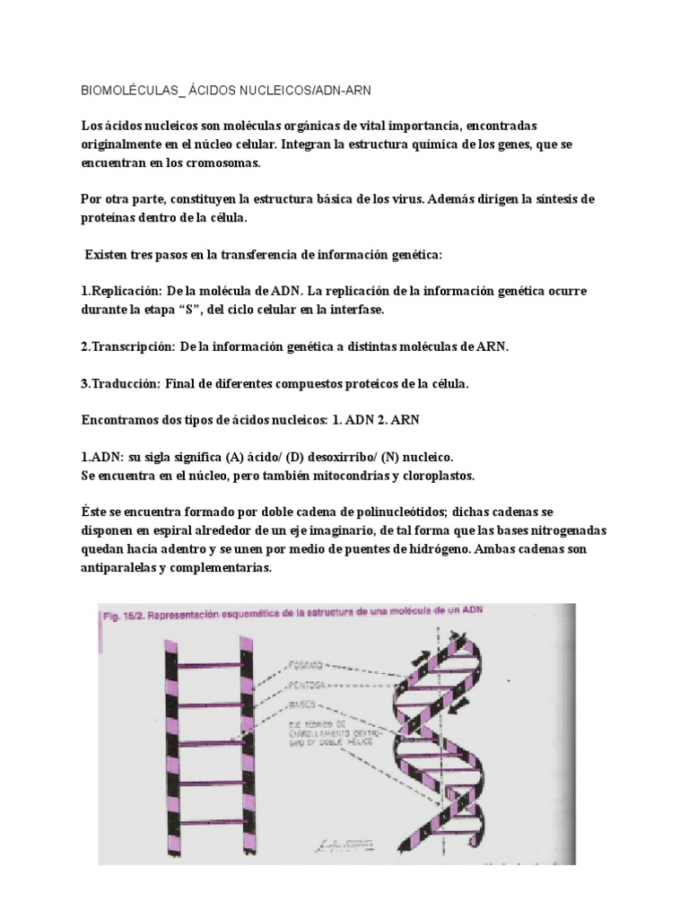 Documento Sin Título | PDF | Rna | Adn