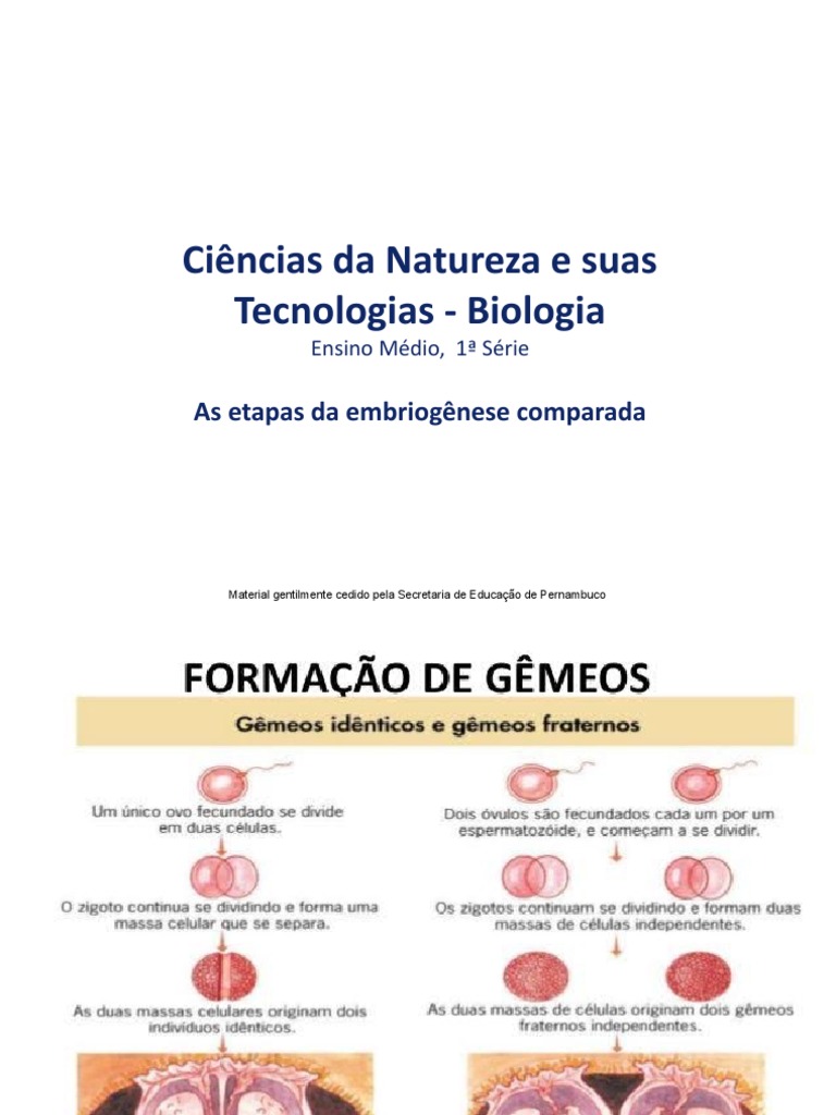 As Etapas Da Embriogênese Comparada | PDF | Ovo | Gema