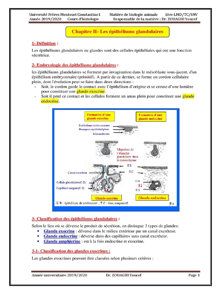 Chapitre II-Les Épithéliums Glandulaires - Dr. ZOUAGHI Youcef | PDF Chapitre II-Les Épithéliums Glandulaires - Dr. ZOUAGHI Youcef | PDF